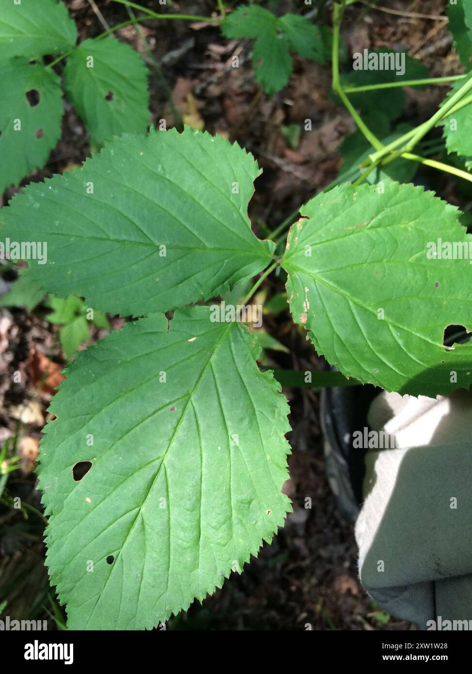 Pennsylvania Blackberry (Rubus pensilvanicus) Plantae Stock Photo - Alamy
