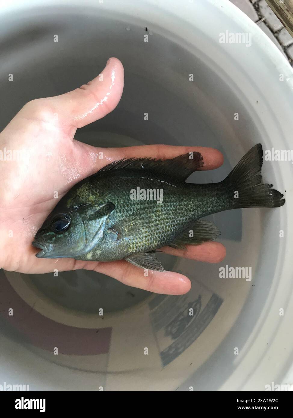Redbreast Sunfish (Lepomis auritus) Actinopterygii Stock Photo - Alamy