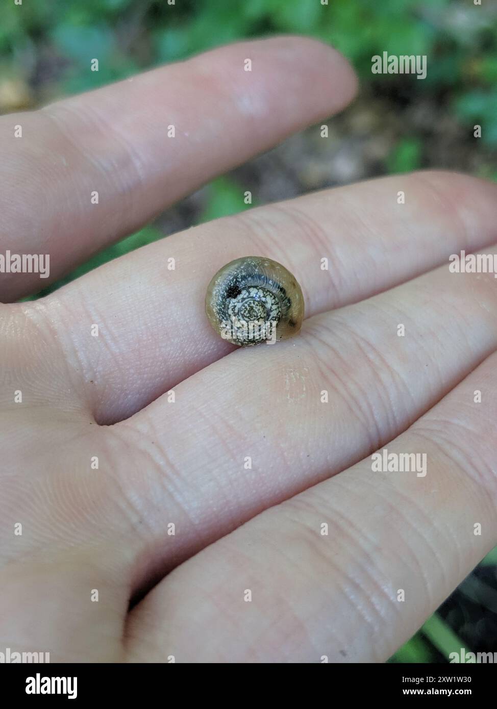 Common Land Snails and Slugs (Stylommatophora) Mollusca Stock Photo - Alamy