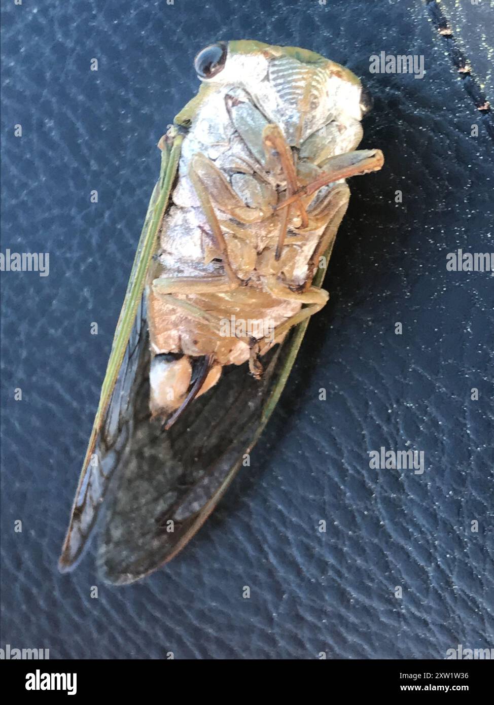 Superb Dog-day Cicada (Neotibicen superbus) Insecta Stock Photo - Alamy