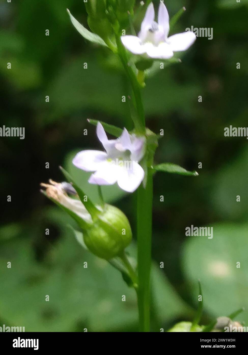 Indian tobacco (Lobelia inflata) Plantae Stock Photo - Alamy