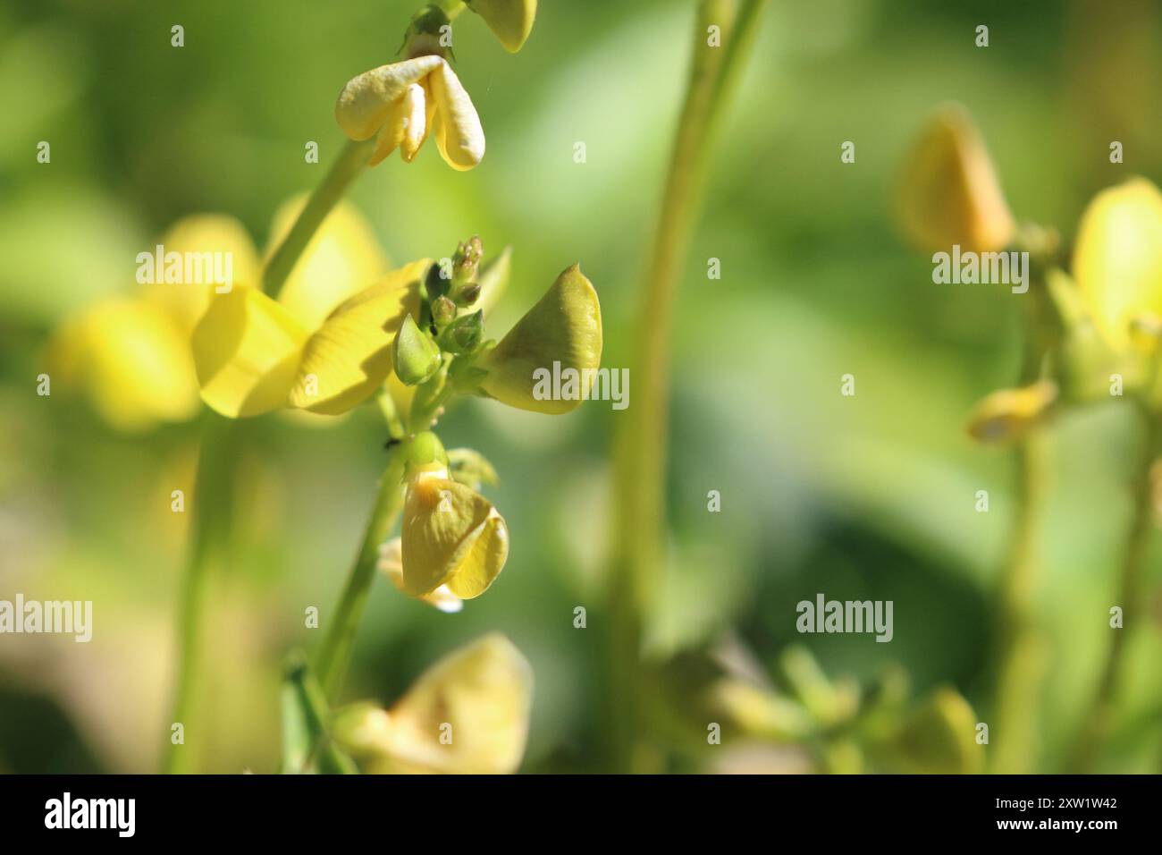 Wild Cowpea (Vigna luteola) Plantae Stock Photo - Alamy
