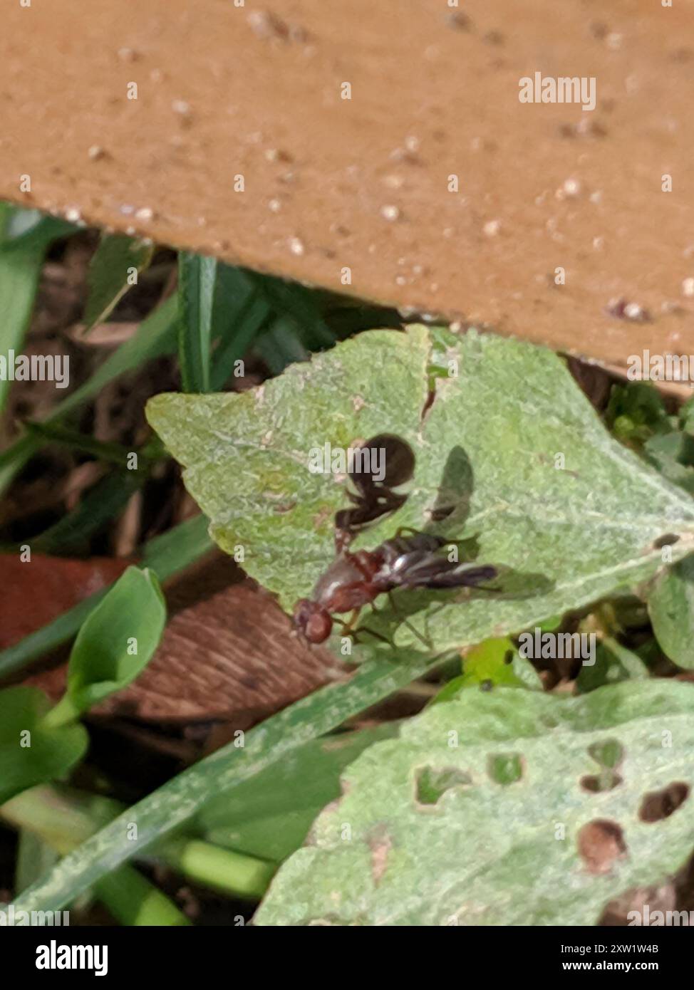 Common Picture-winged Fly (Delphinia picta) Insecta Stock Photo - Alamy