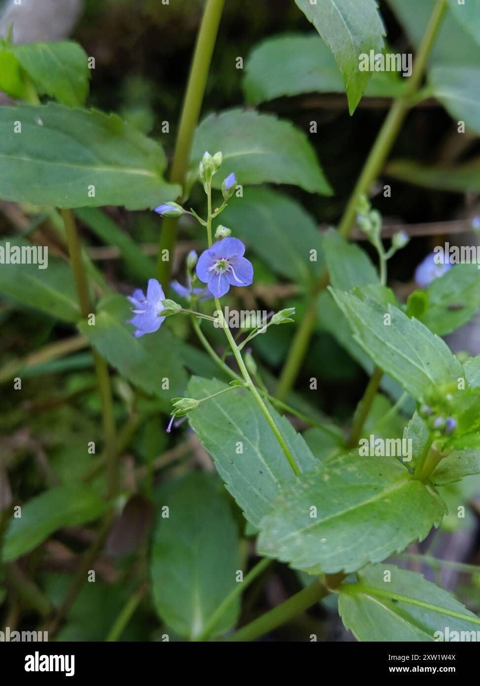 American brooklime (Veronica americana) Plantae Stock Photo - Alamy
