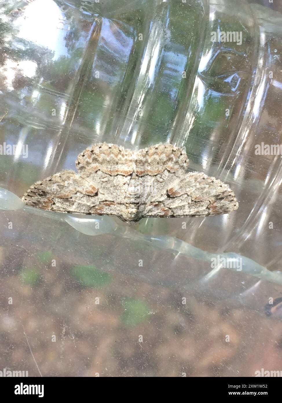 Brown-shaded Gray (Iridopsis defectaria) Insecta Stock Photo - Alamy