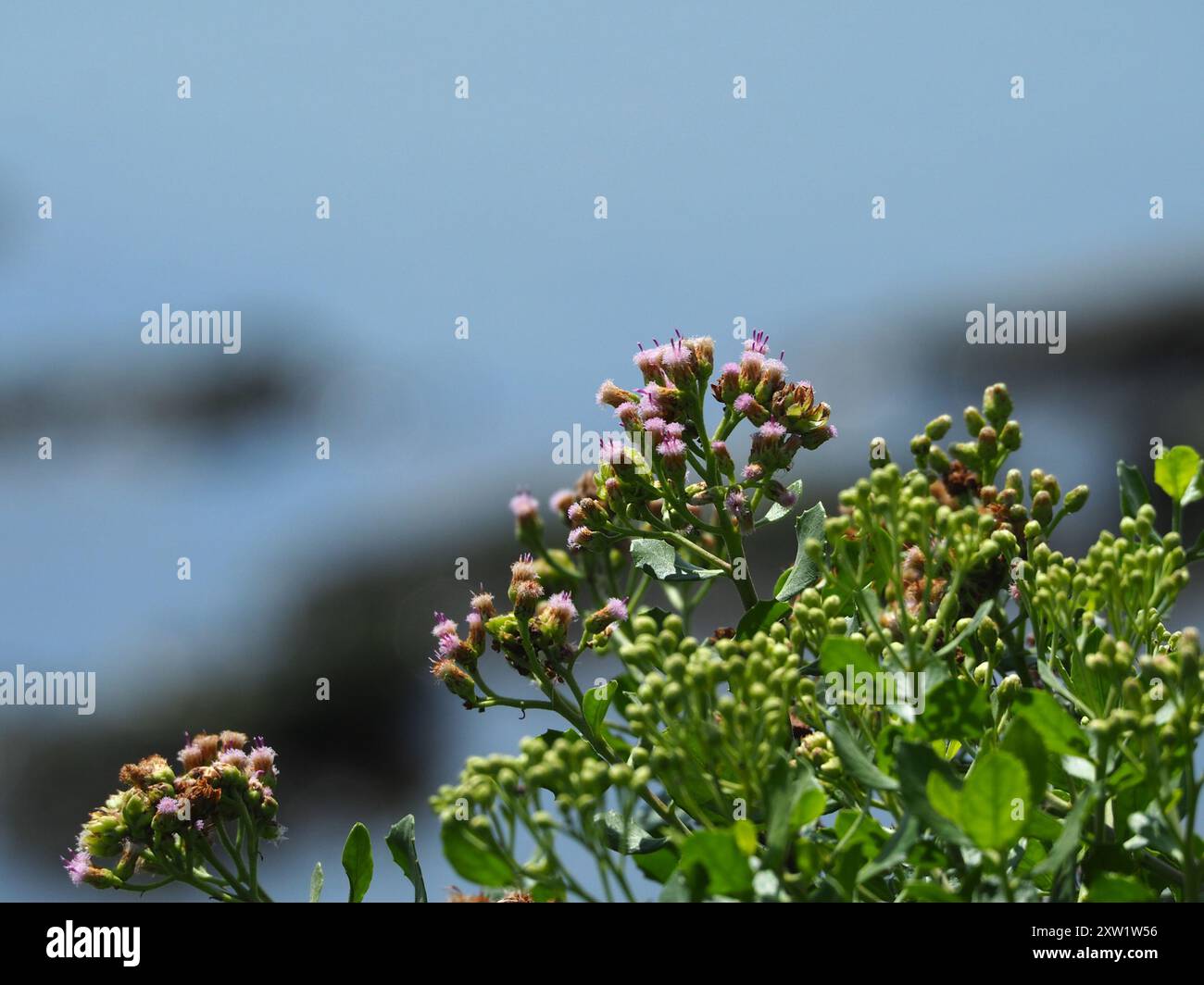 Indian marsh fleabane (Pluchea indica) Plantae Stock Photo - Alamy