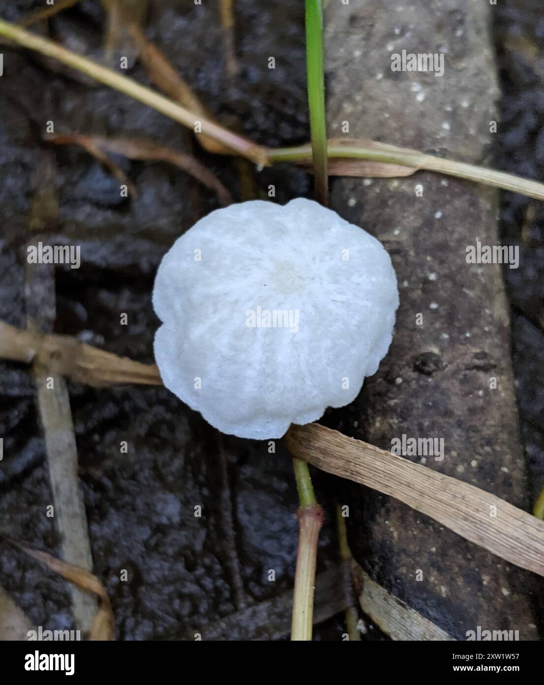Fairy Parachutes (Marasmiellus candidus) Fungi Stock Photo - Alamy