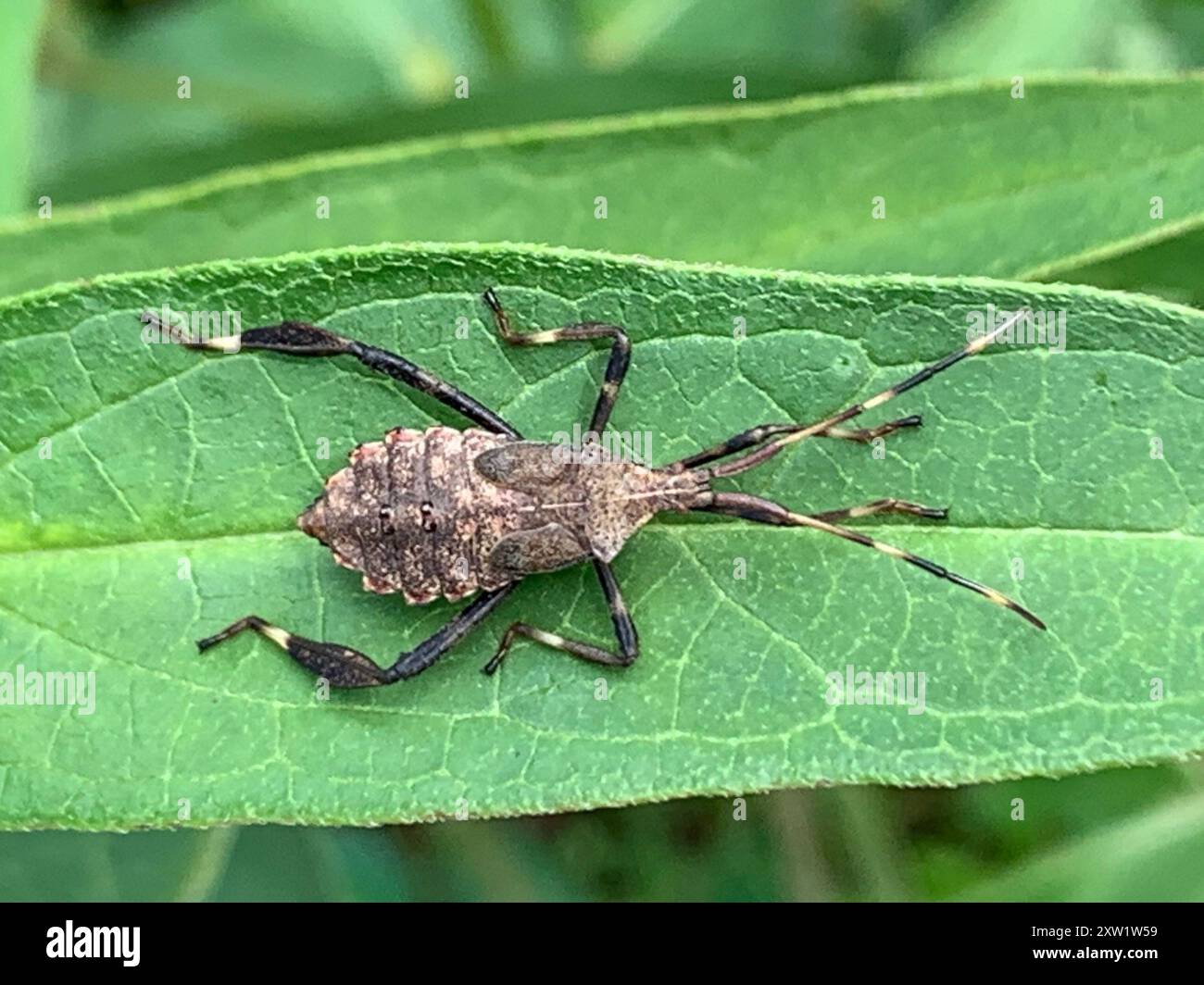 (Acanthocephala terminalis) Insecta Stock Photo - Alamy