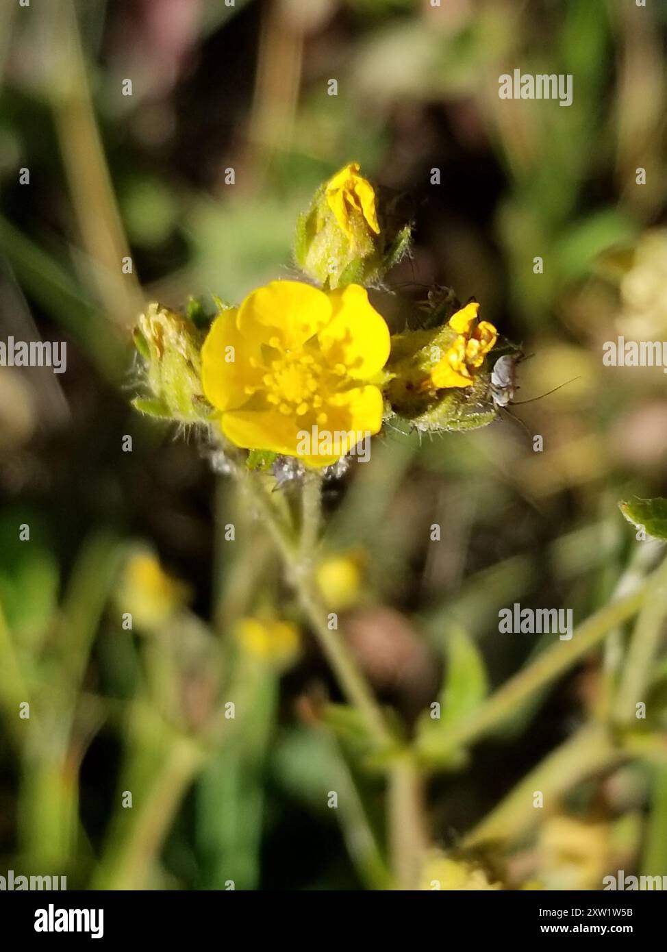slender cinquefoil (Potentilla gracilis) Plantae Stock Photo - Alamy