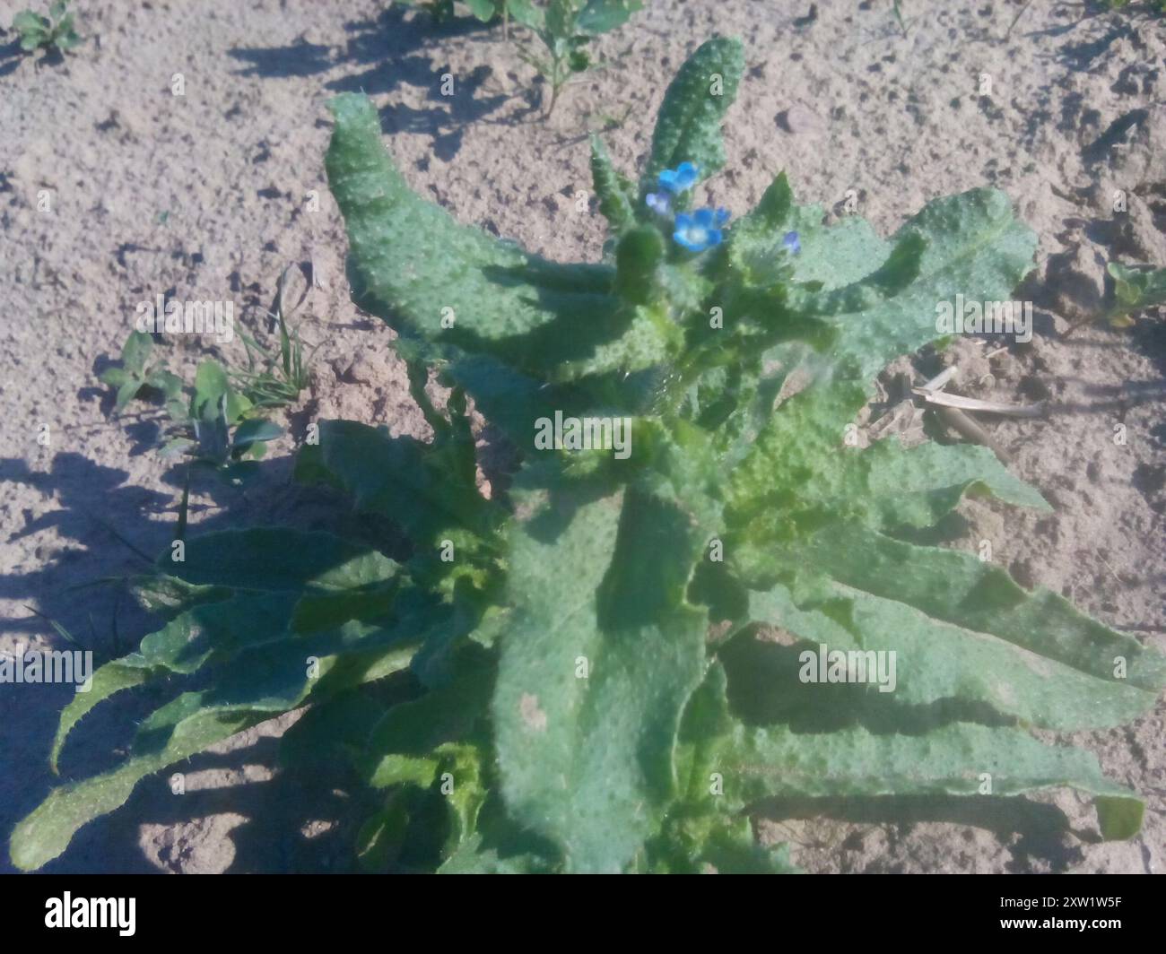 small bugloss (Anchusa arvensis) Plantae Stock Photo - Alamy