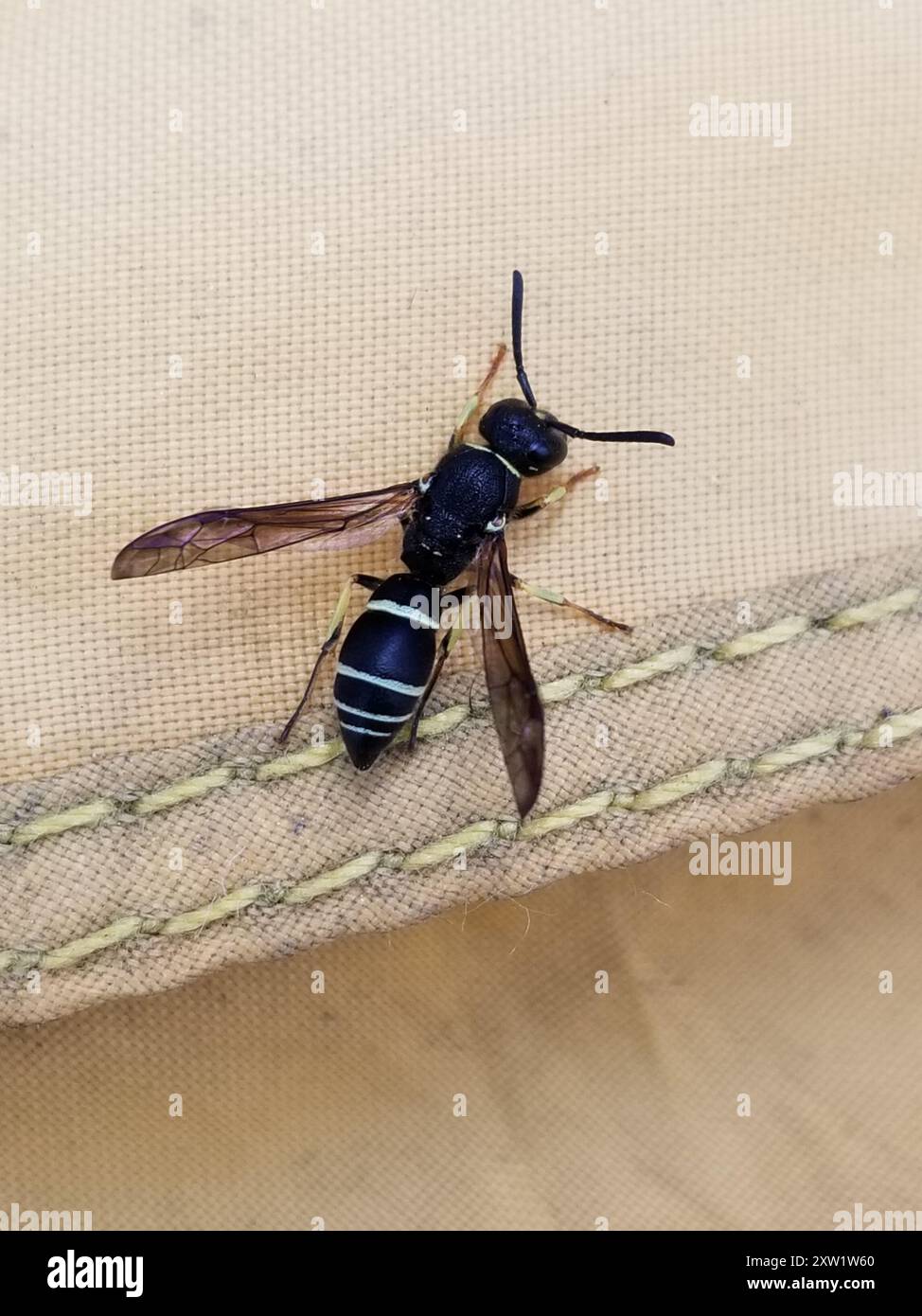 Milky Potter Wasp (Ancistrocerus albolacteus) Insecta Stock Photo - Alamy