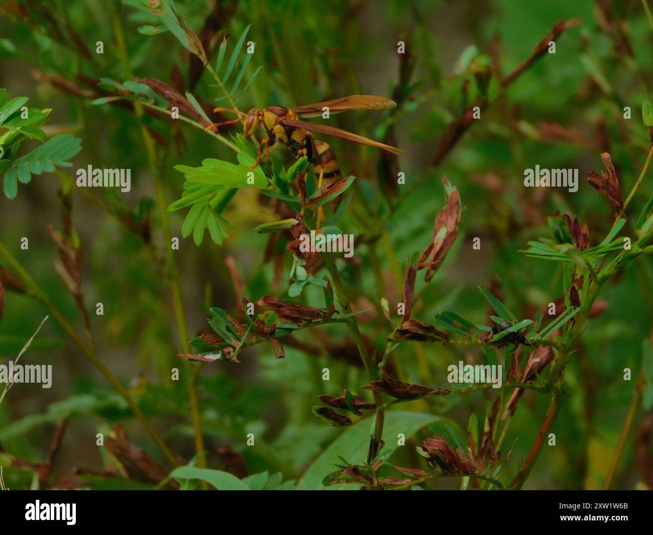 Horse's Paper Wasp (Polistes major) Insecta Stock Photo - Alamy