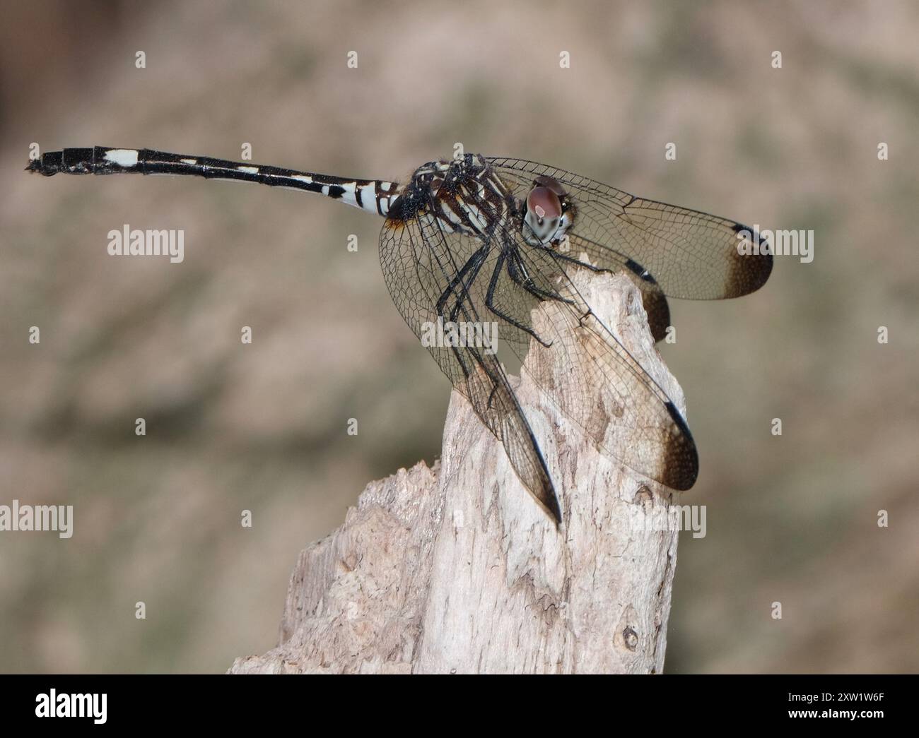 Swift Setwing (Dythemis velox) Insecta Stock Photo - Alamy
