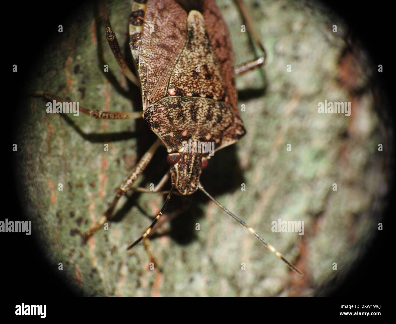 Brown Marmorated Stink Bug (Halyomorpha halys) Insecta Stock Photo - Alamy