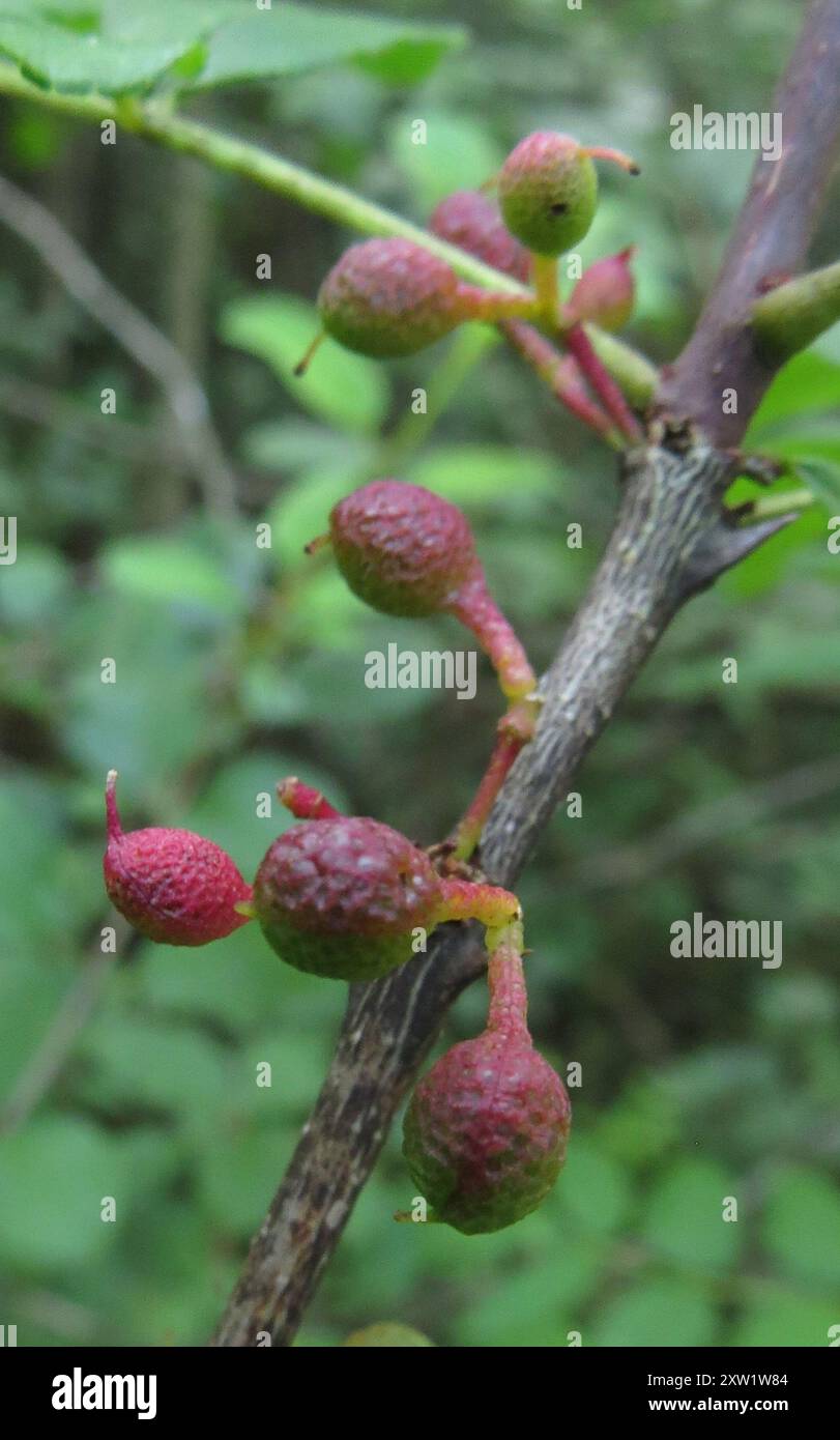 common prickly ash (Zanthoxylum americanum) Plantae Stock Photo - Alamy