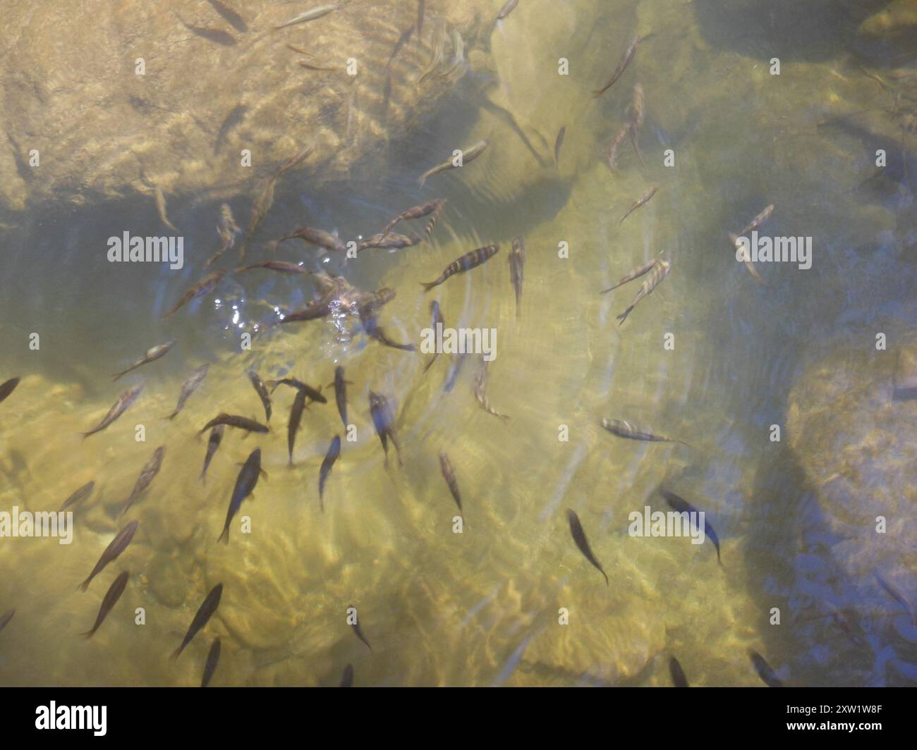 Ray-finned Fishes (Actinopterygii) Actinopterygii Stock Photo - Alamy