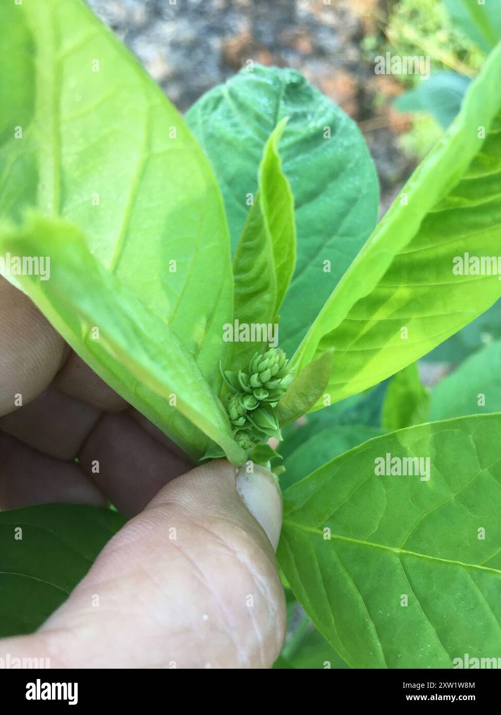 Showy Rattlebox (Crotalaria spectabilis) Plantae Stock Photo - Alamy