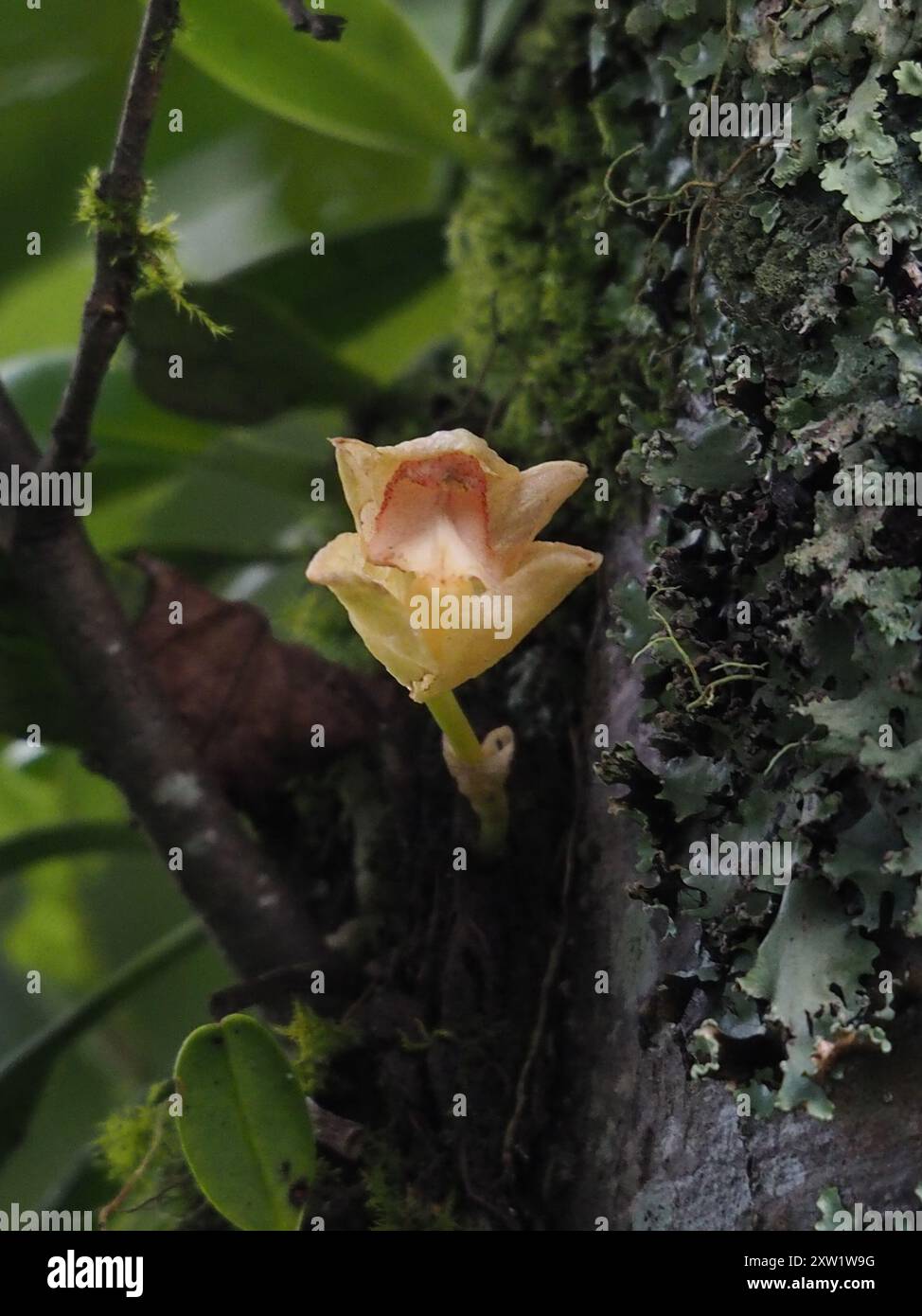 (Bulbophyllum pectinatum) Plantae Stock Photo - Alamy