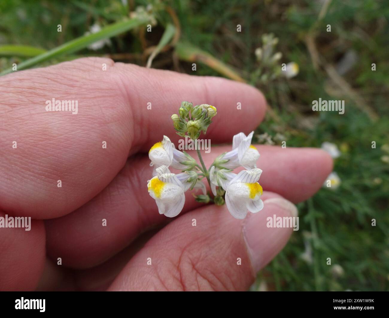 Pale Toadflax (Linaria repens) Plantae Stock Photo - Alamy