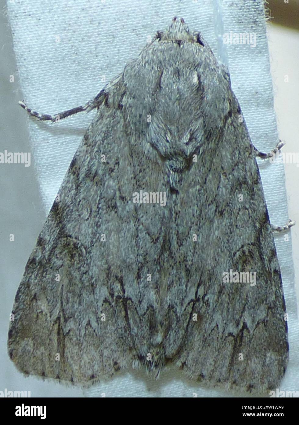 American Dagger (Acronicta americana) Insecta Stock Photo - Alamy