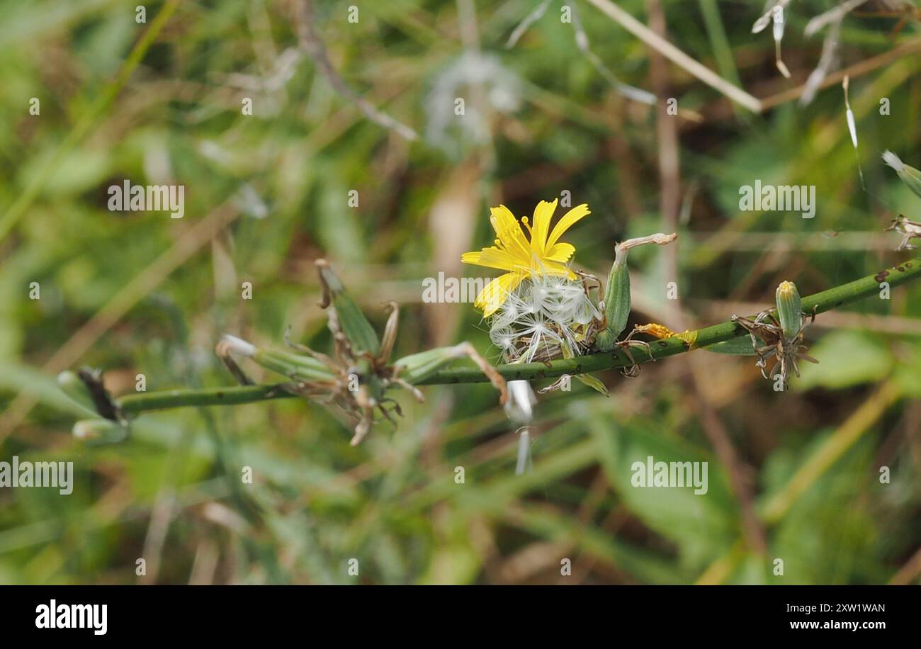 Rush Skeletonweed (Chondrilla juncea) Plantae Stock Photo - Alamy