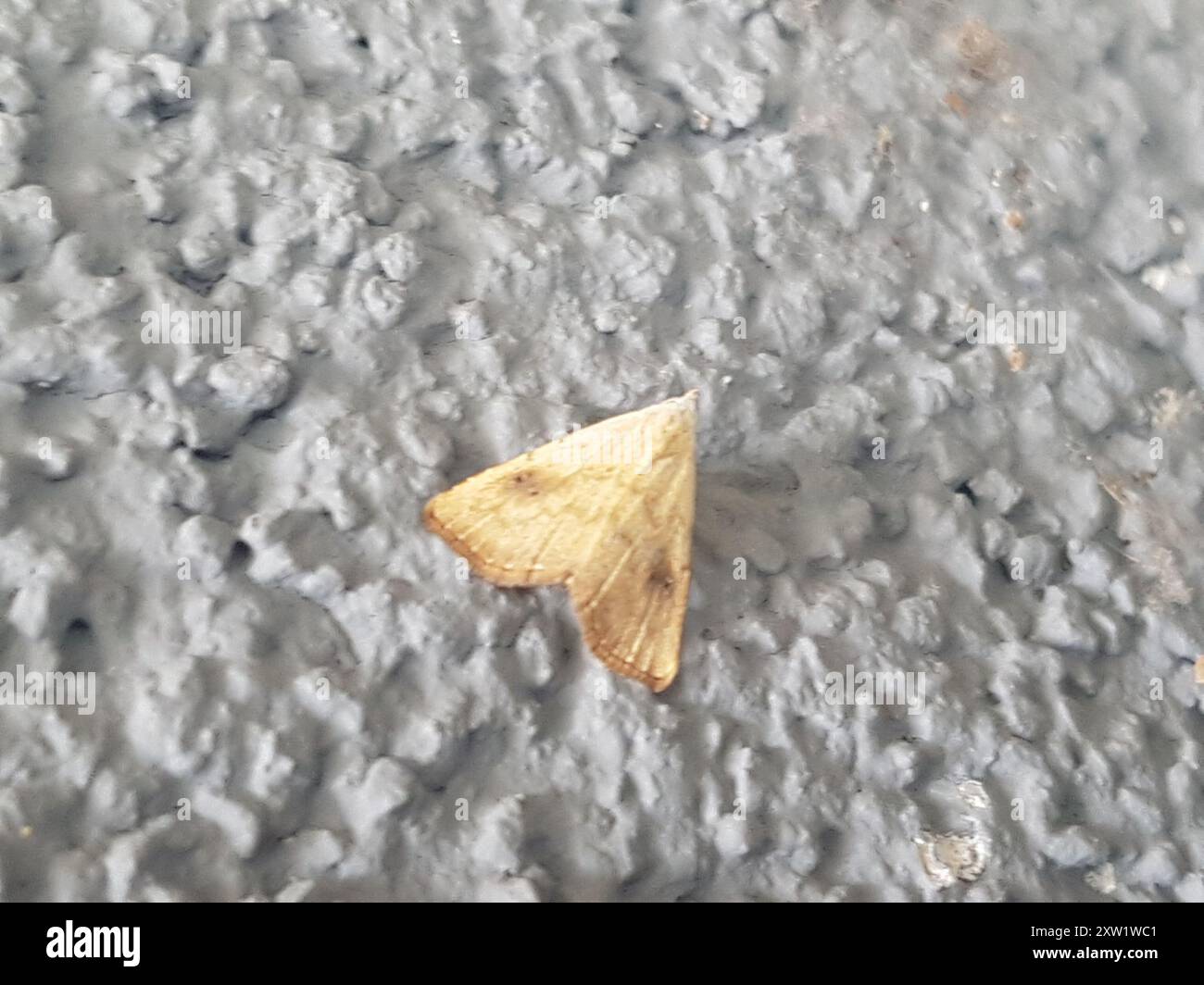 Straw Dot (Rivula sericealis) Insecta Stock Photo - Alamy