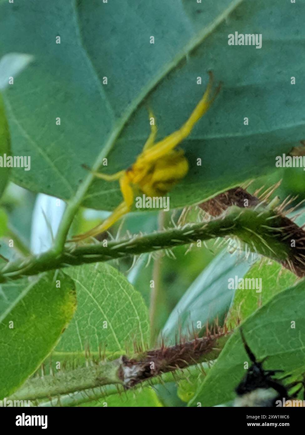White-banded Crab Spider (Misumenoides formosipes) Arachnida Stock ...