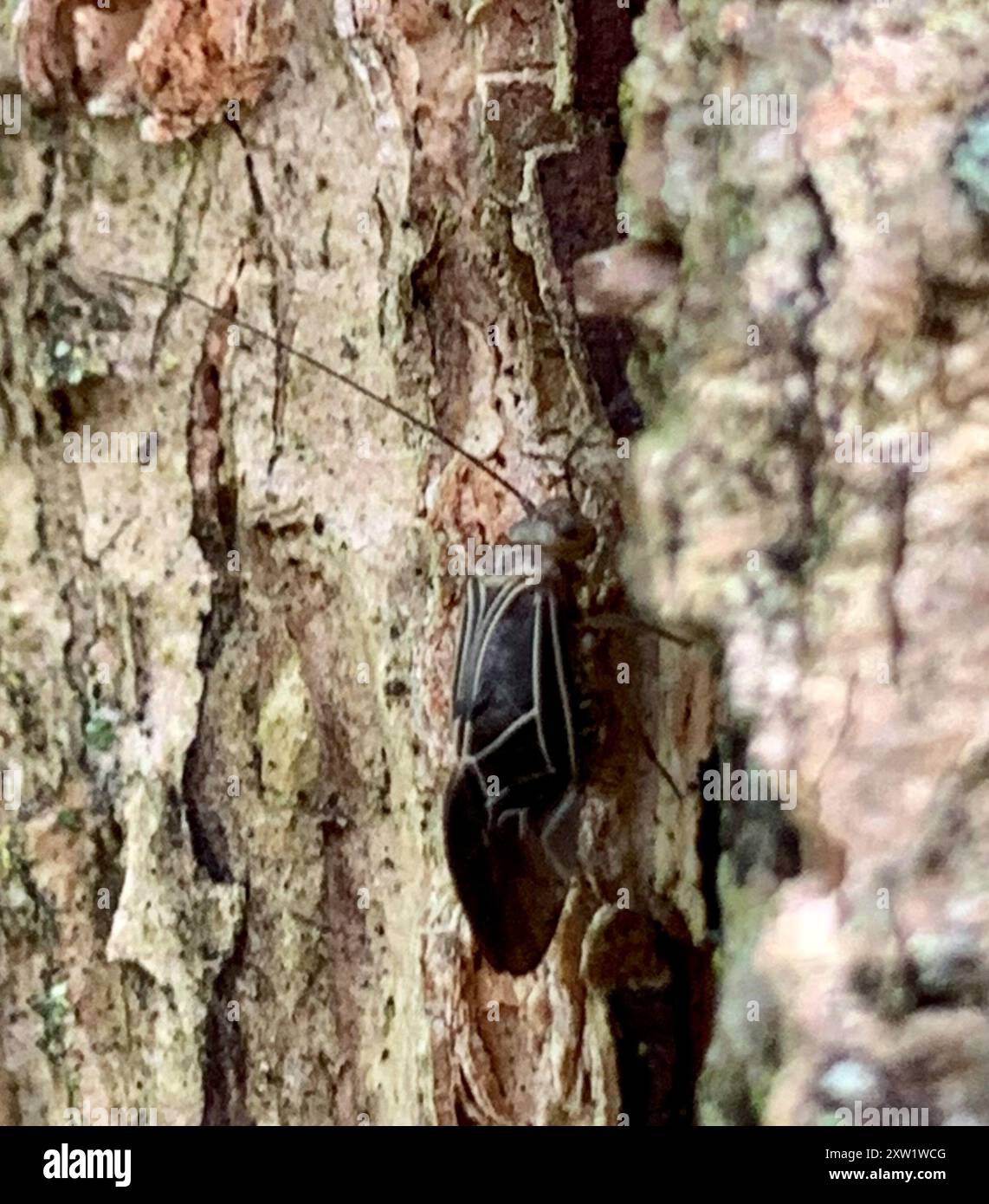Tree Cattle (Cerastipsocus venosus) Insecta Stock Photo - Alamy