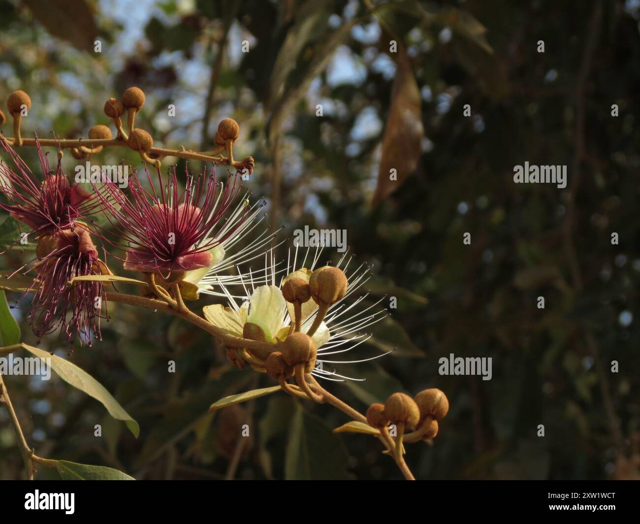 Capparis zeylanica hi-res stock photography and images - Alamy