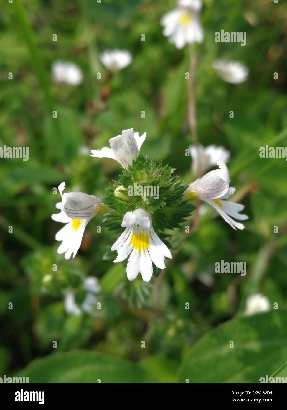 Eyebright (Euphrasia) Plantae Stock Photo - Alamy