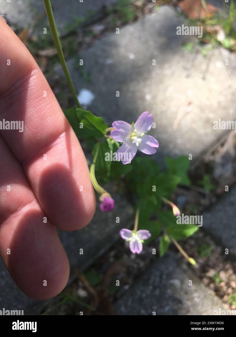 Broad-leaved Willowherb (Epilobium montanum) Plantae Stock Photo - Alamy
