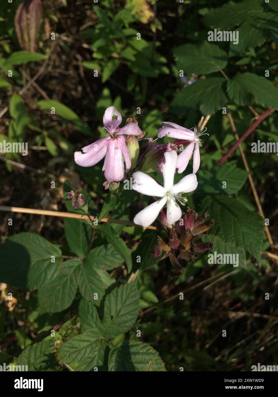 common soapwort (Saponaria officinalis) Plantae Stock Photo - Alamy