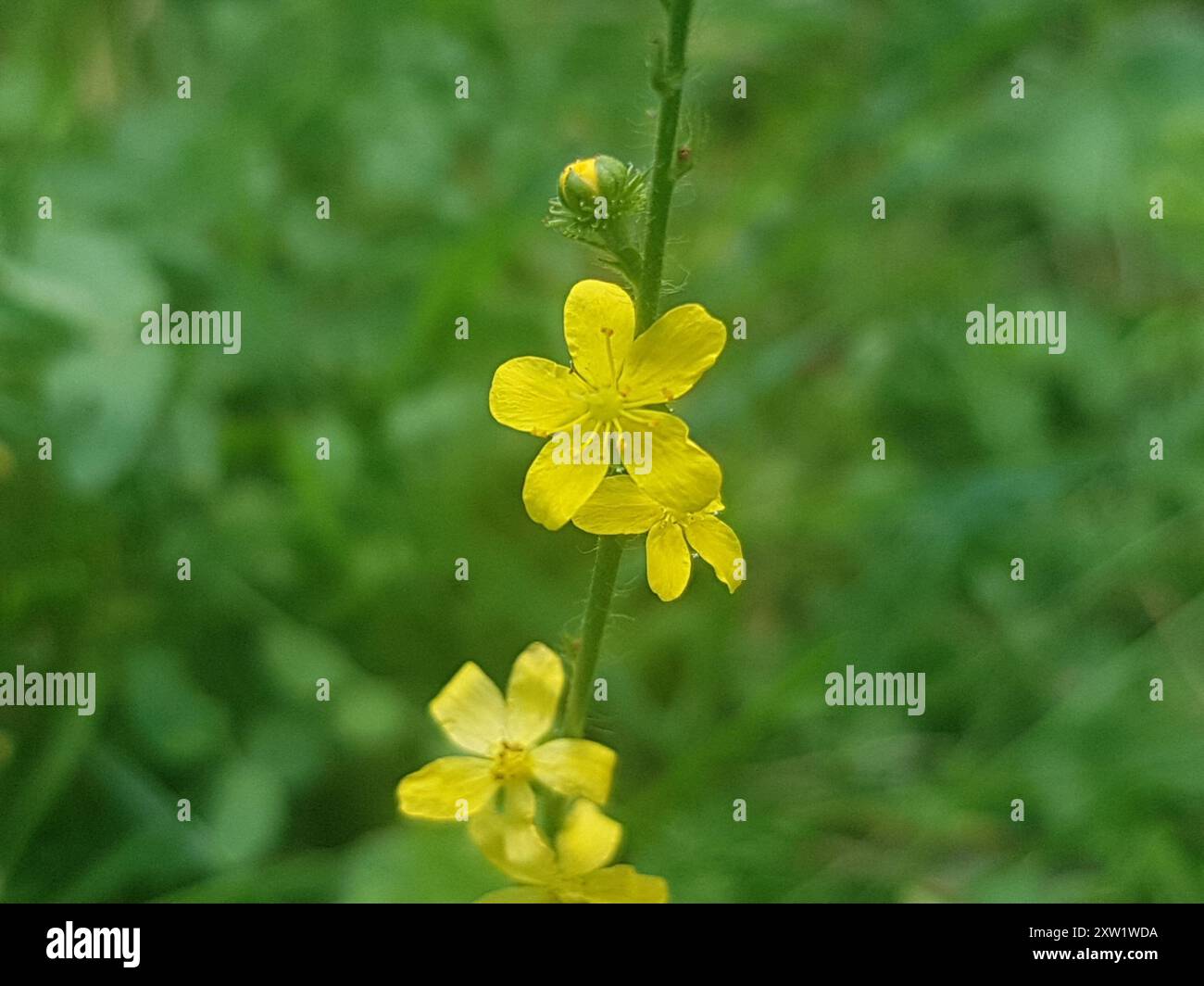 common agrimony (Agrimonia eupatoria) Plantae Stock Photo - Alamy
