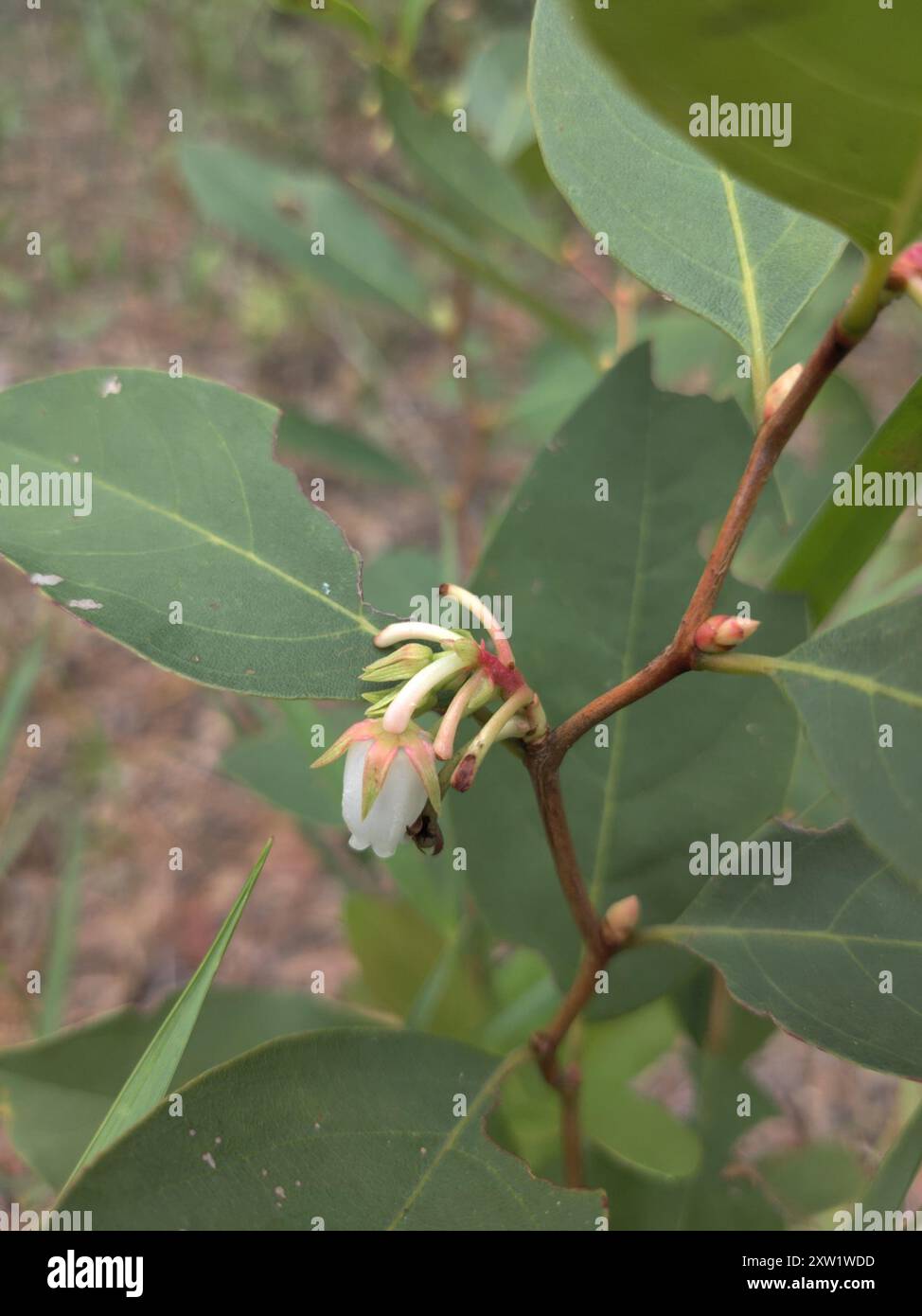 staggerbush (Lyonia mariana) Plantae Stock Photo - Alamy
