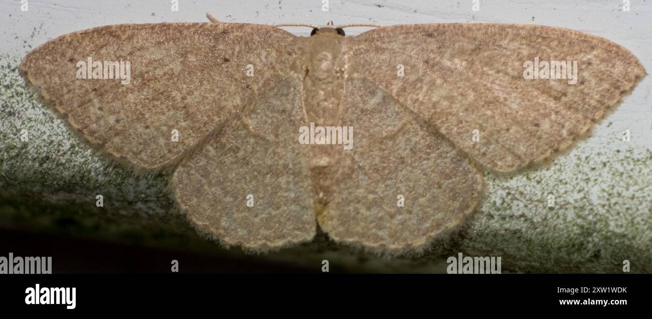 Common Tan Wave (Pleuroprucha insulsaria) Insecta Stock Photo - Alamy