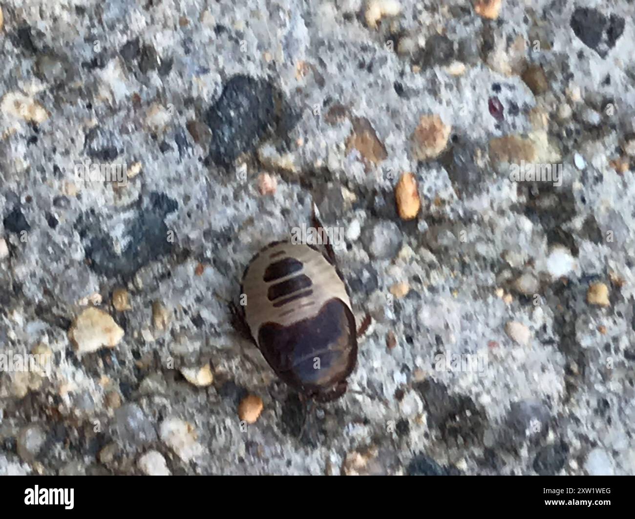 Two-lined Burrowing Bug (Pangaeus bilineatus) Insecta Stock Photo - Alamy
