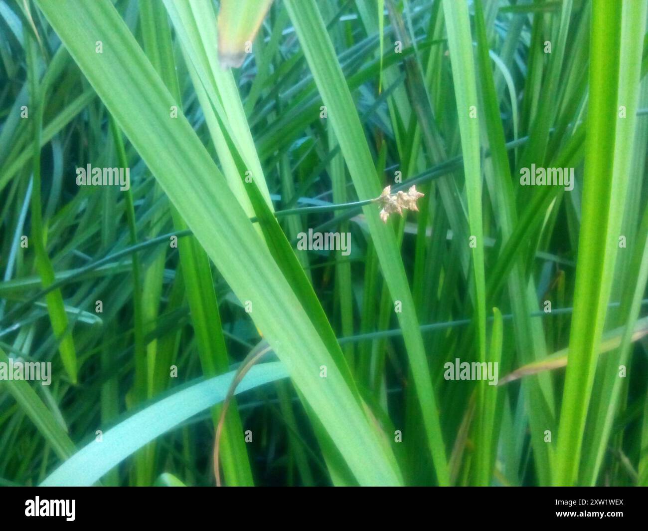 monocots (Liliopsida) Plantae Stock Photo - Alamy