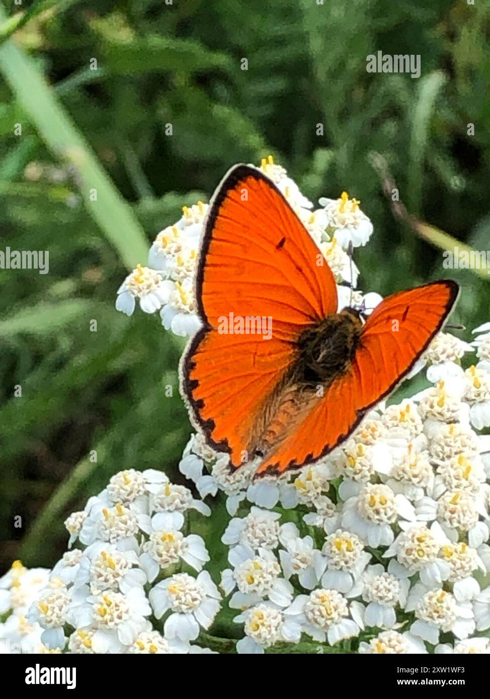 Large Copper (Lycaena dispar) Insecta Stock Photo - Alamy