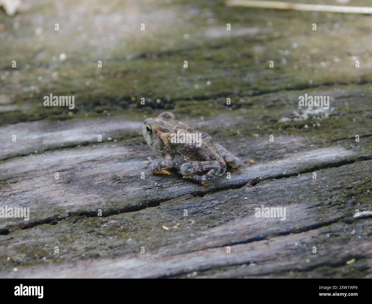 Southern Toad (Anaxyrus terrestris) Amphibia Stock Photo - Alamy