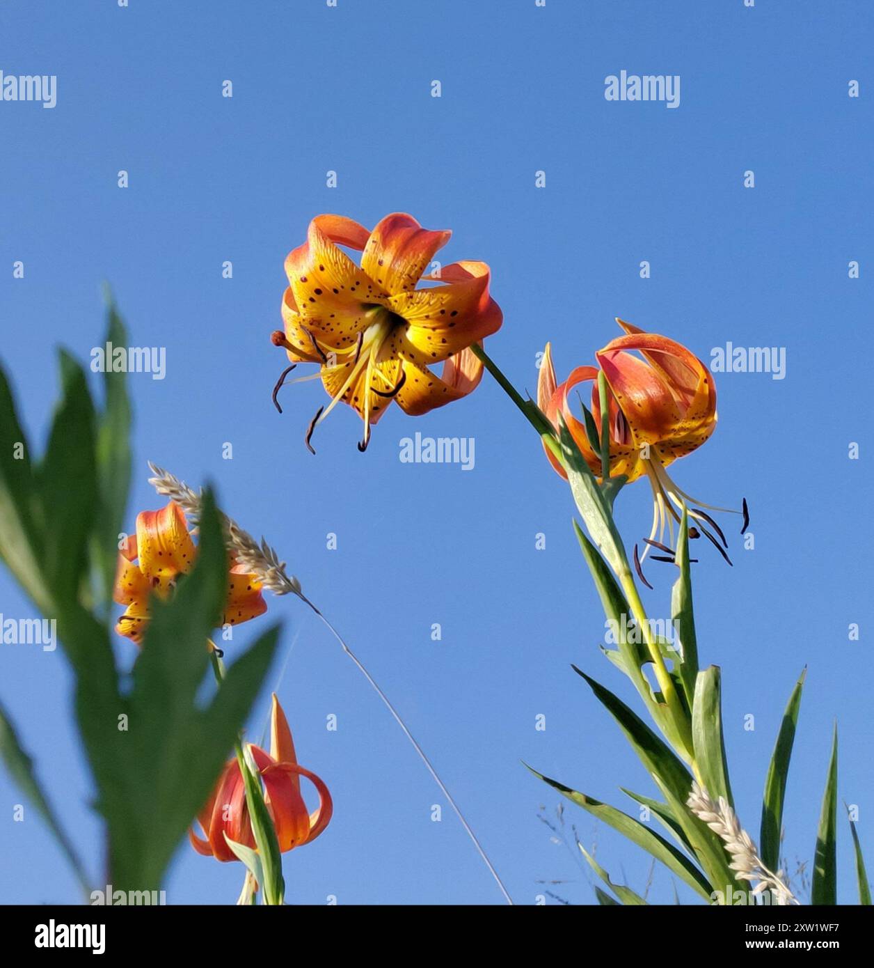 Turk's-cap lily (Lilium superbum) Plantae Stock Photo - Alamy