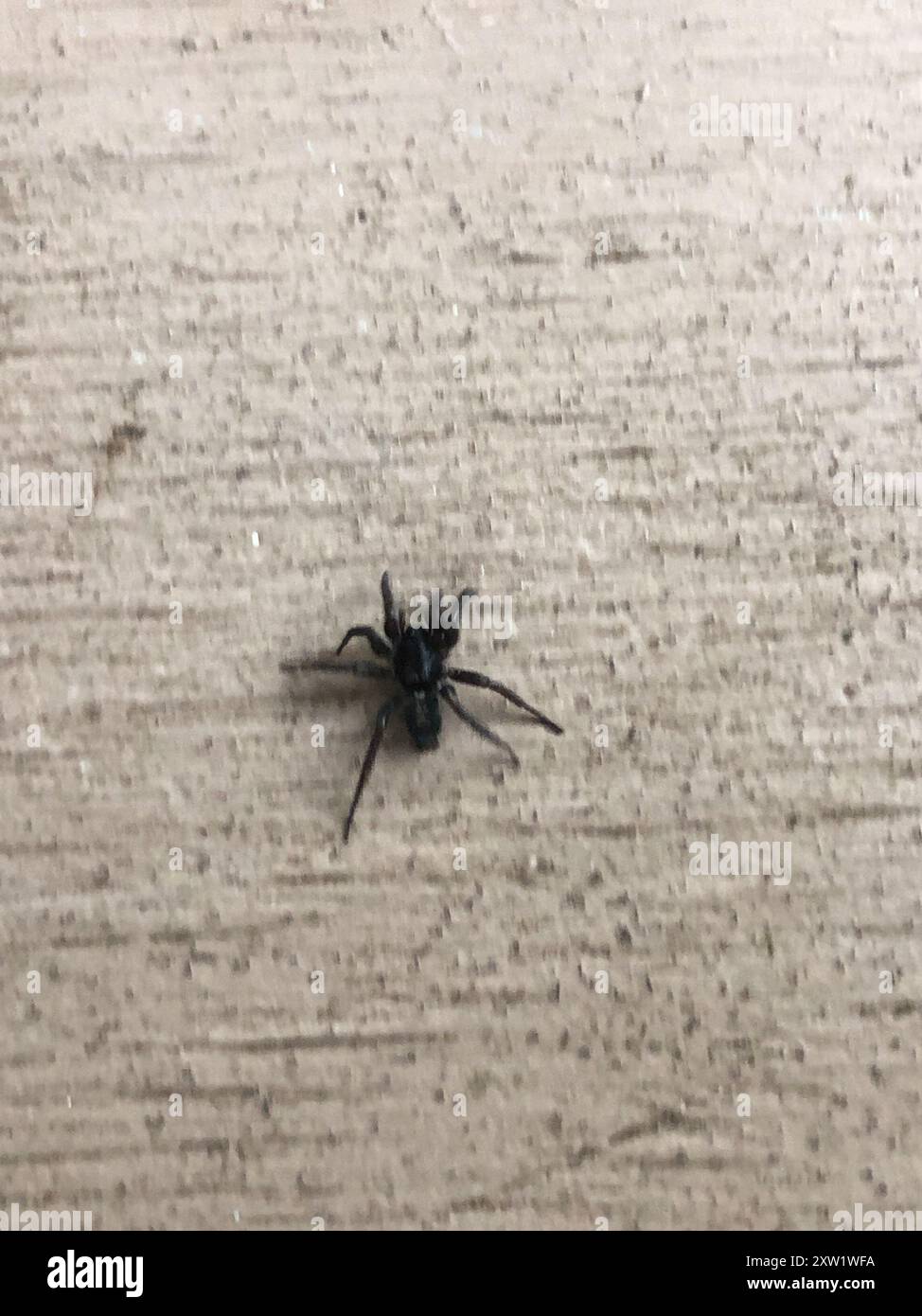 Eastern Parson Spider (Herpyllus ecclesiasticus) Arachnida Stock Photo ...