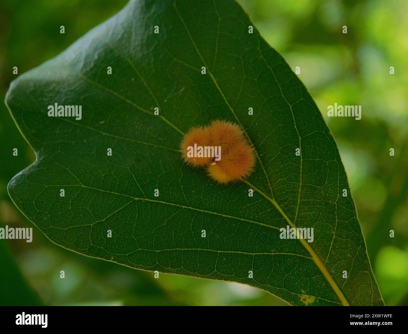 Furry Oak Leaf Gall Wasp (Callirhytis furva) Insecta Stock Photo - Alamy