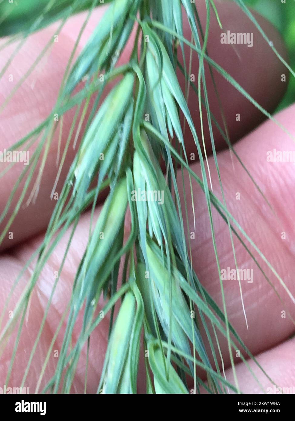 river wild rye (Elymus riparius) Plantae Stock Photo - Alamy