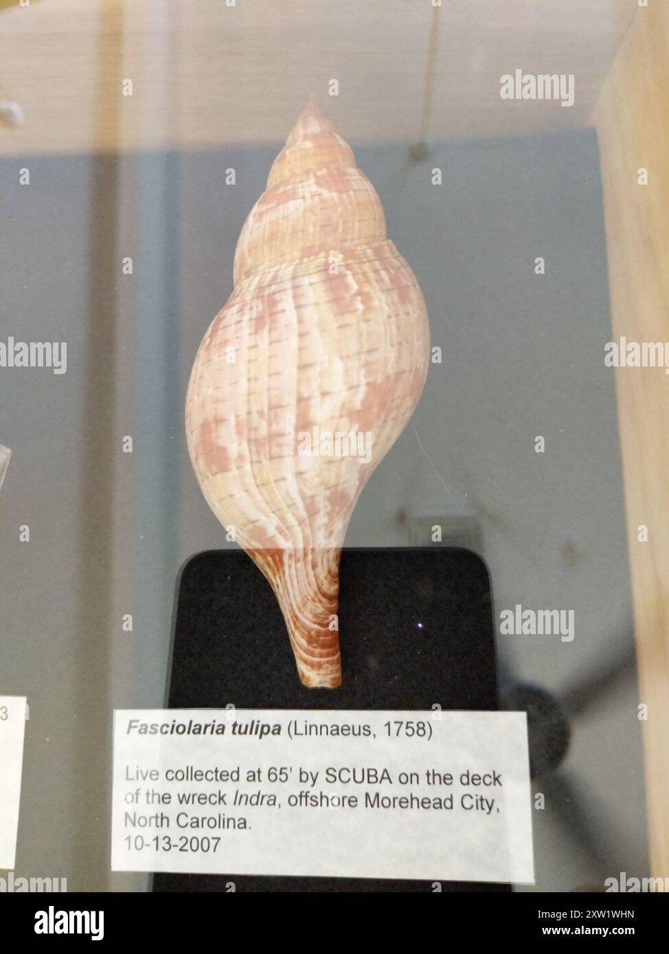 True Tulip (Fasciolaria tulipa) Mollusca Stock Photo - Alamy