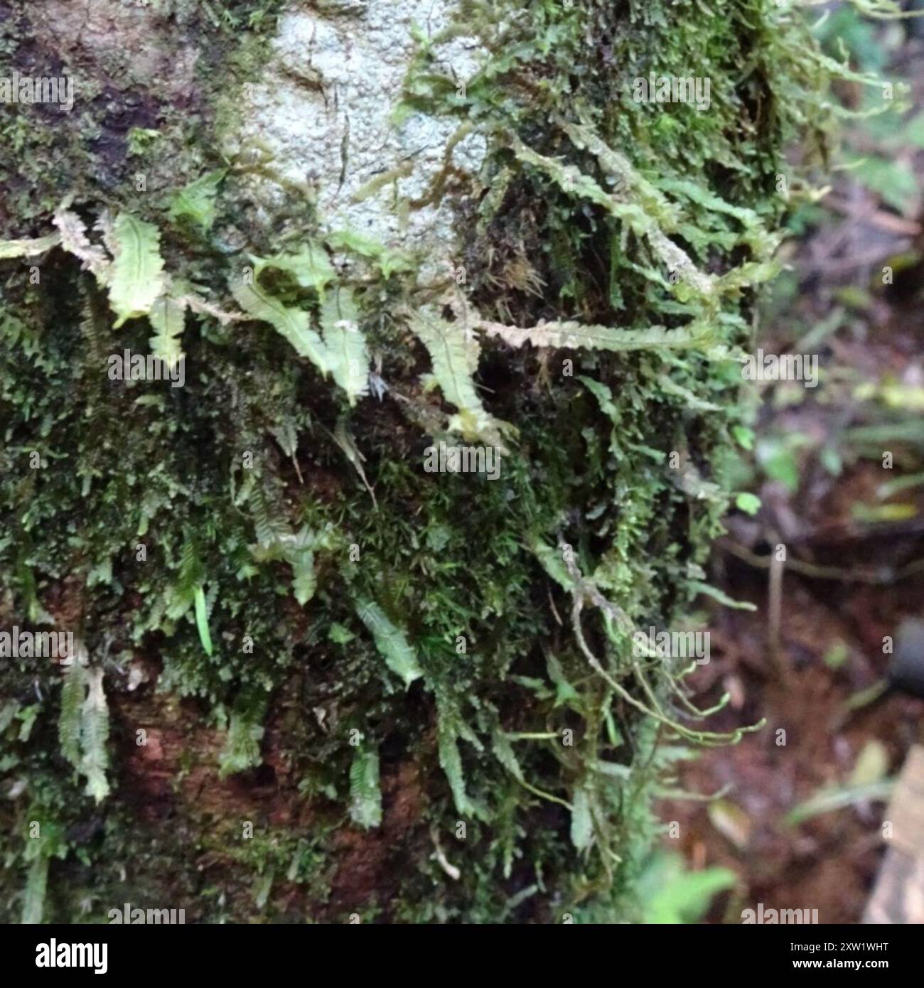 plants (Plantae) Plantae Stock Photo - Alamy