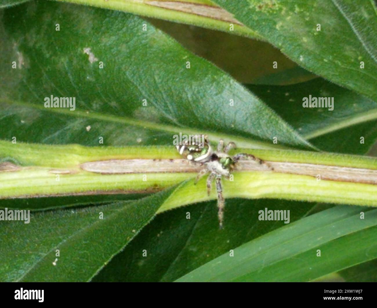 Golden Jumping Spider (Paraphidippus aurantius) Arachnida Stock Photo ...