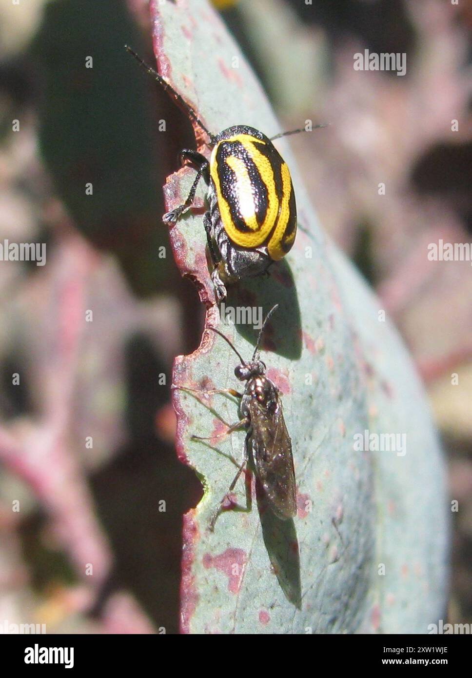 Ants, Bees, Wasps, and Sawflies (Hymenoptera) Insecta Stock Photo - Alamy