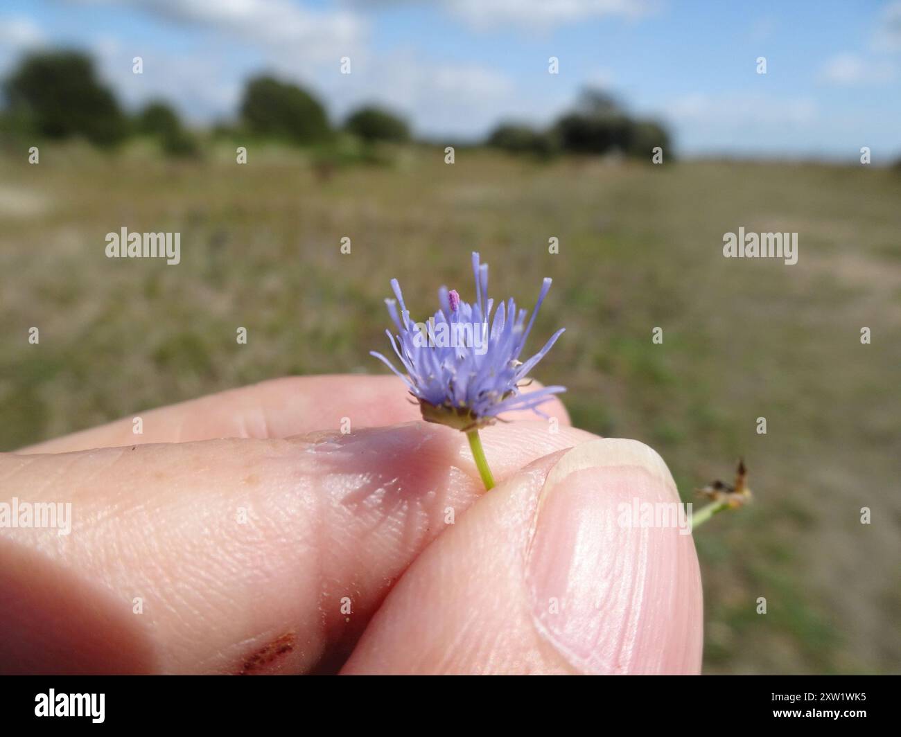 Sheep's-bit (Jasione montana) Plantae Stock Photo - Alamy