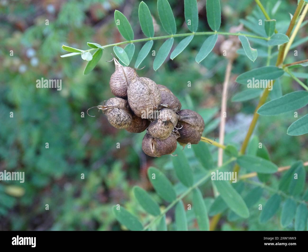 Cooper's Milkvetch (Astragalus neglectus) Plantae Stock Photo - Alamy