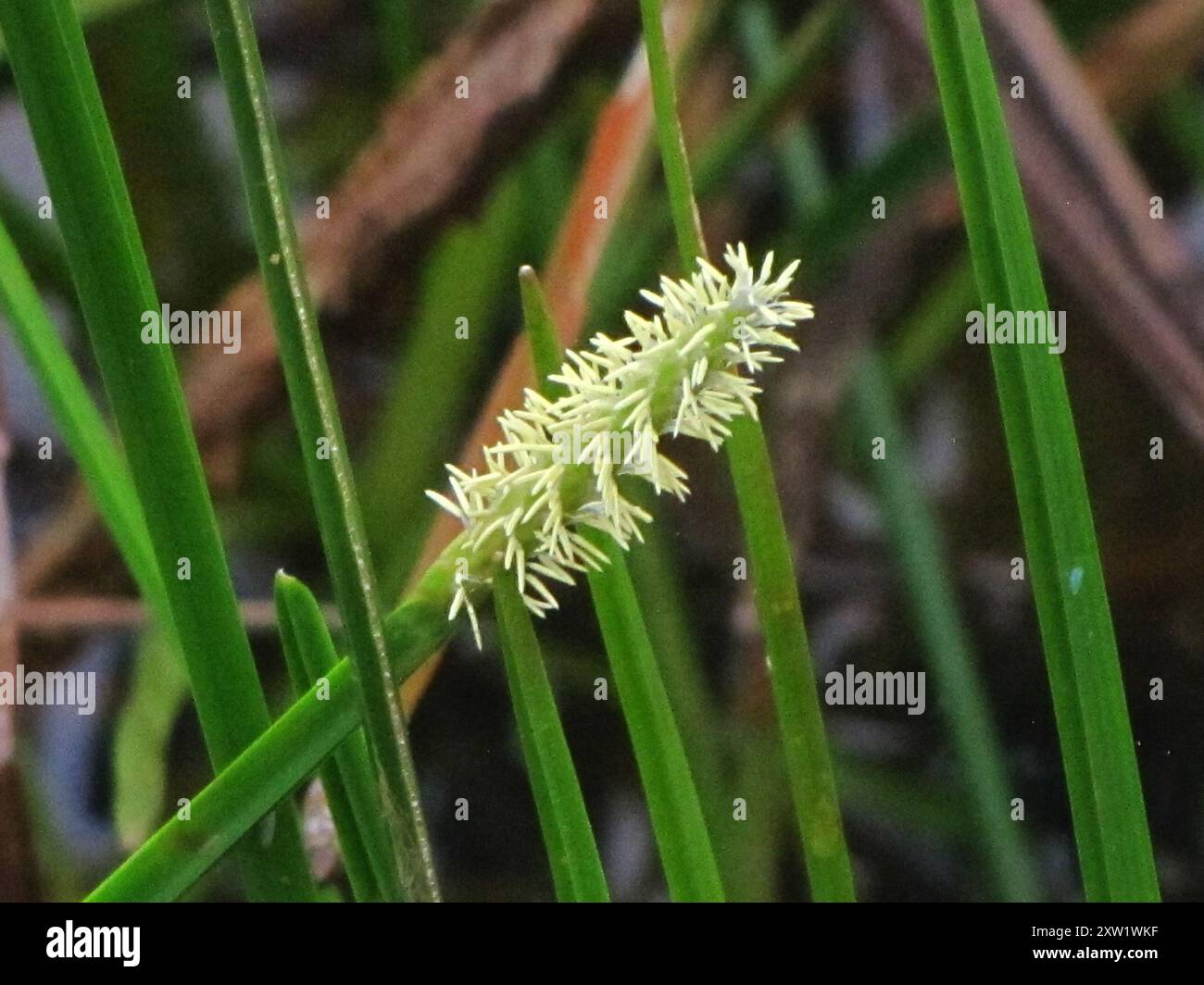 squarestem spikerush (Eleocharis quadrangulata) Plantae Stock Photo - Alamy